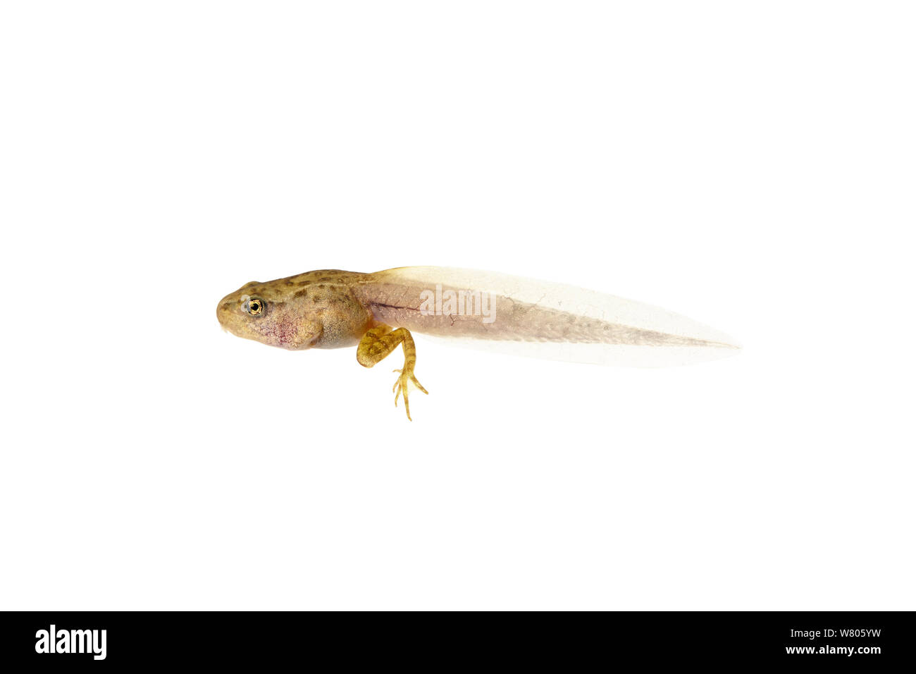 Green frog rana tadpoles Cut Out Stock Images & Pictures - Alamy