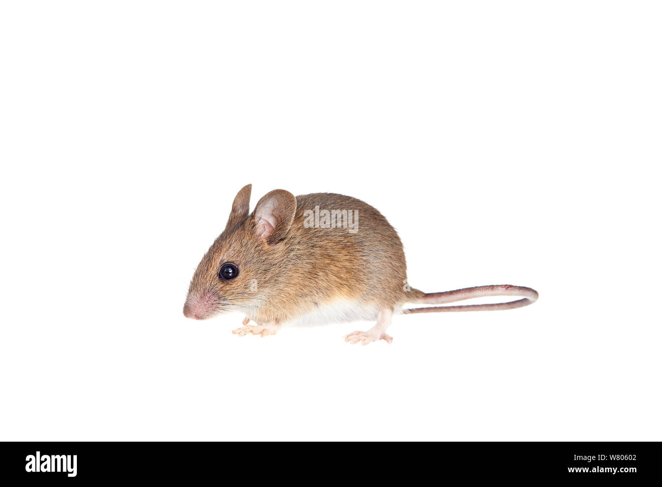 Field mouse hi-res stock photography and images - Alamy