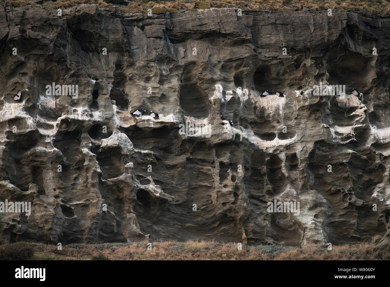 Bird faeces hi-res stock photography and images - Alamy
