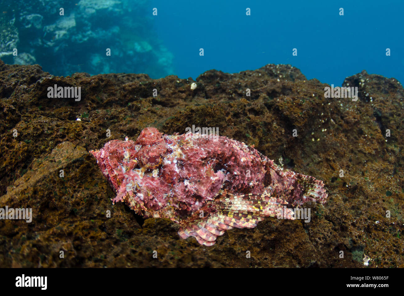 Stone scorpionfish (Scorpaena plumeri mystes) venomous species ...