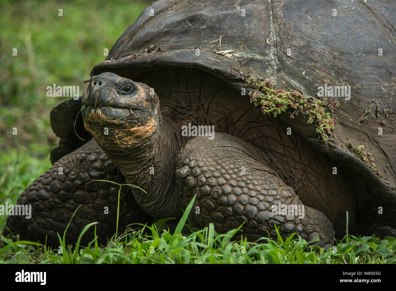 Galapagos giant tortoise (Chelonoidis nigra) Santa Cruz Island ...