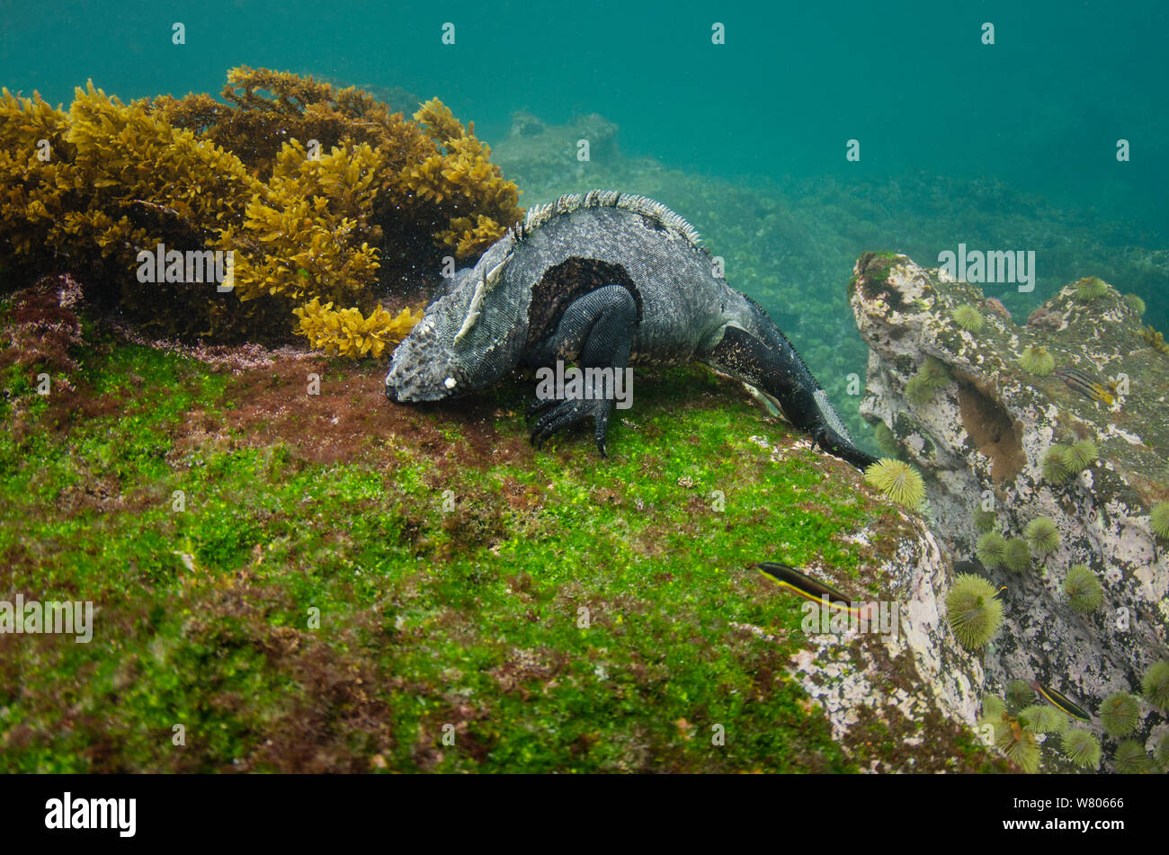 Marine iguana (Amblyrhynchus cristatus) feeding on algae underwater ...