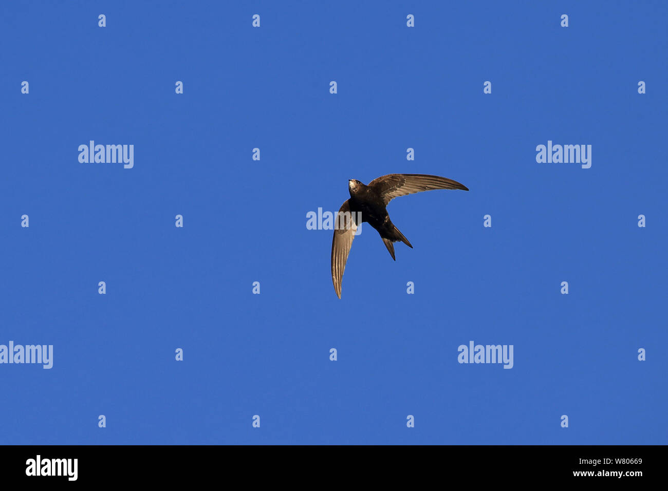 Eurasian swift apus apus hi-res stock photography and images - Alamy