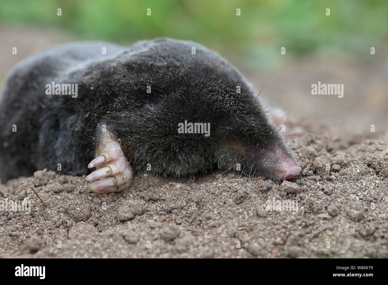Common Mole Stock Photos & Common Mole Stock Images - Alamy