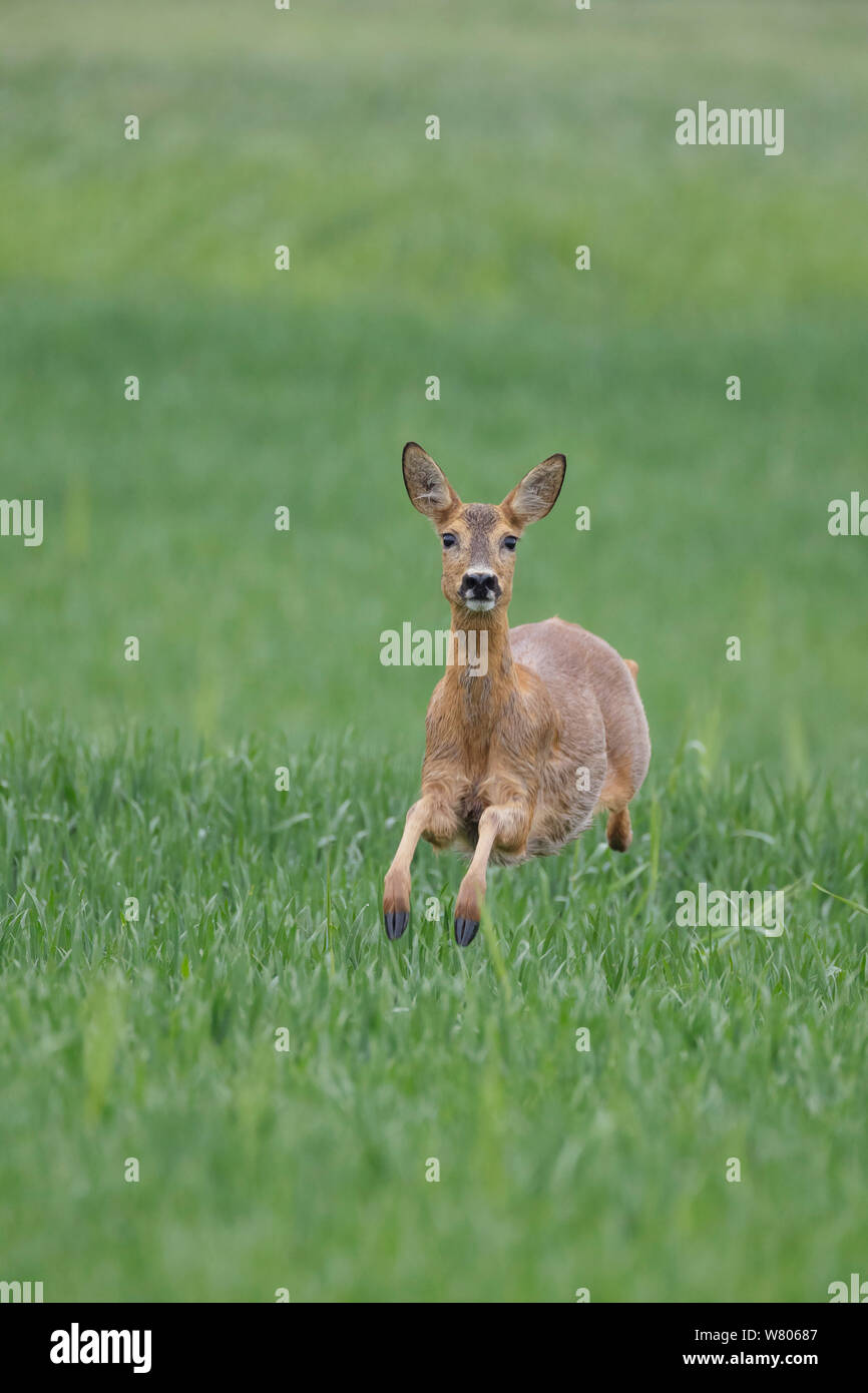 Female roe deer hi-res stock photography and images - Alamy