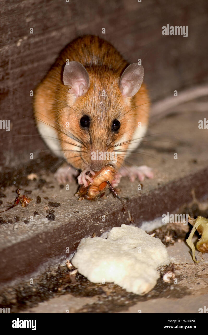 Tenasserim white-bellied rat (Niniventer tenaster) inside hut, feeding ...