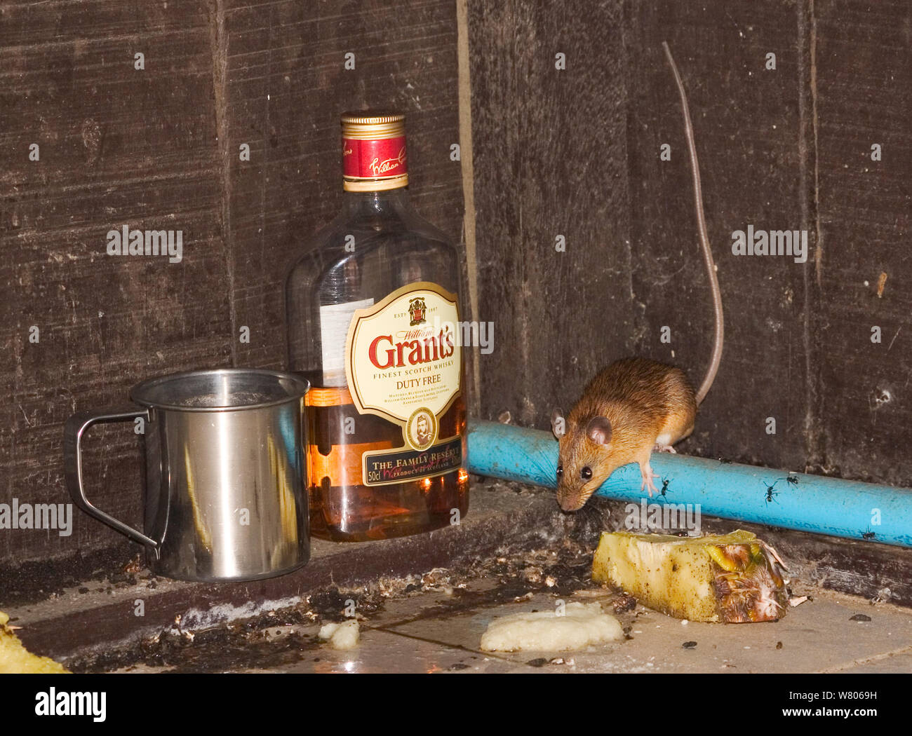 Tenasserim white-bellied rat (Niniventer tenaster) inside hut with ants ...