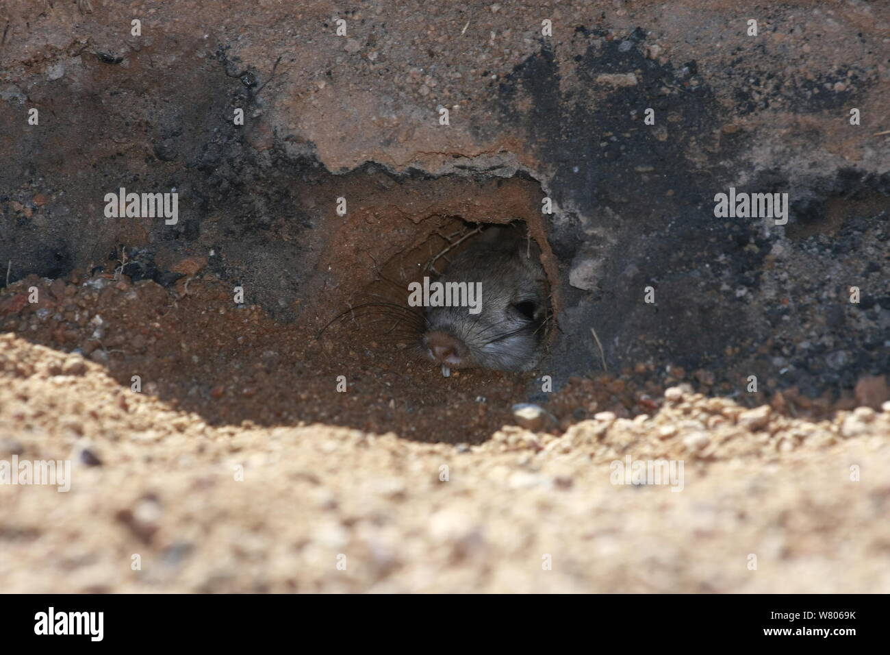 Mongolian five-toed jerboa (Allactaga sibirica) digging burrow, Gobi ...