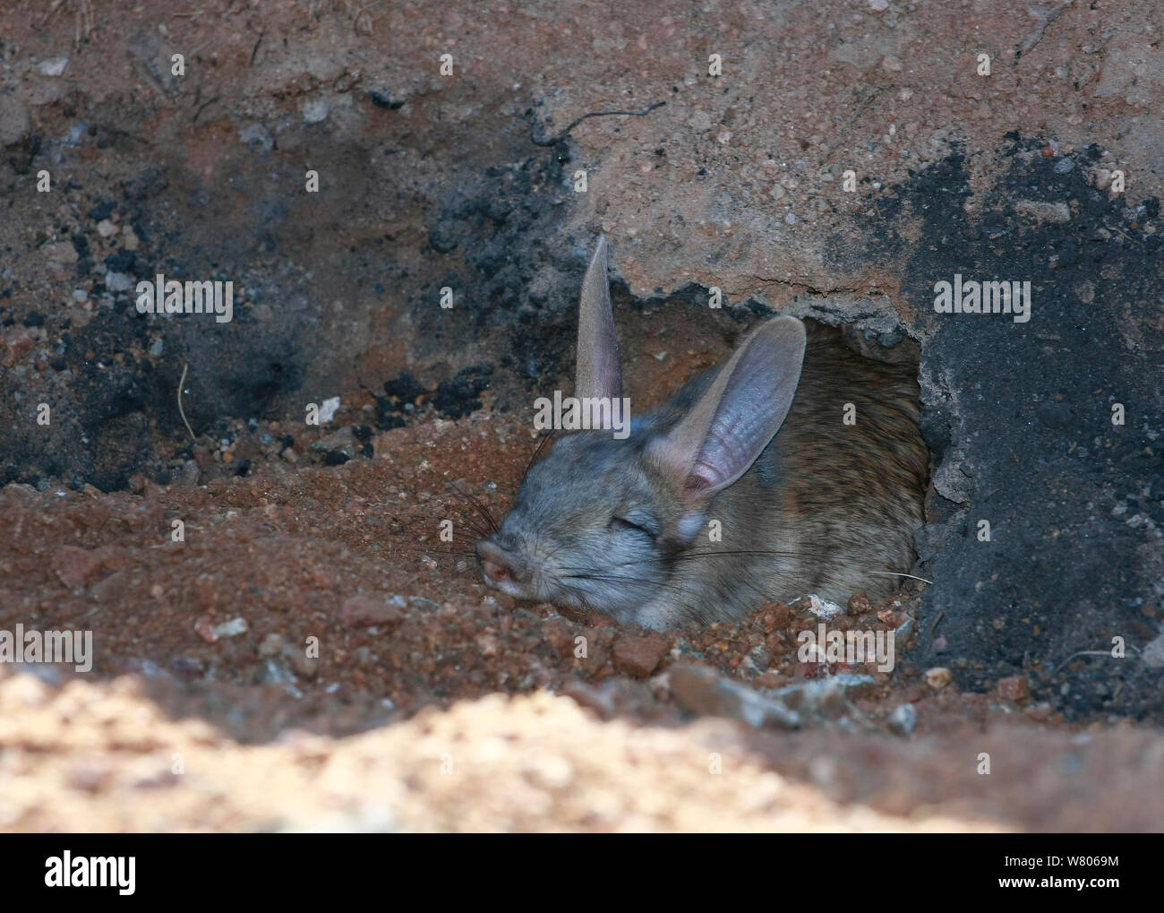 Jerboa hi-res stock photography and images - Alamy