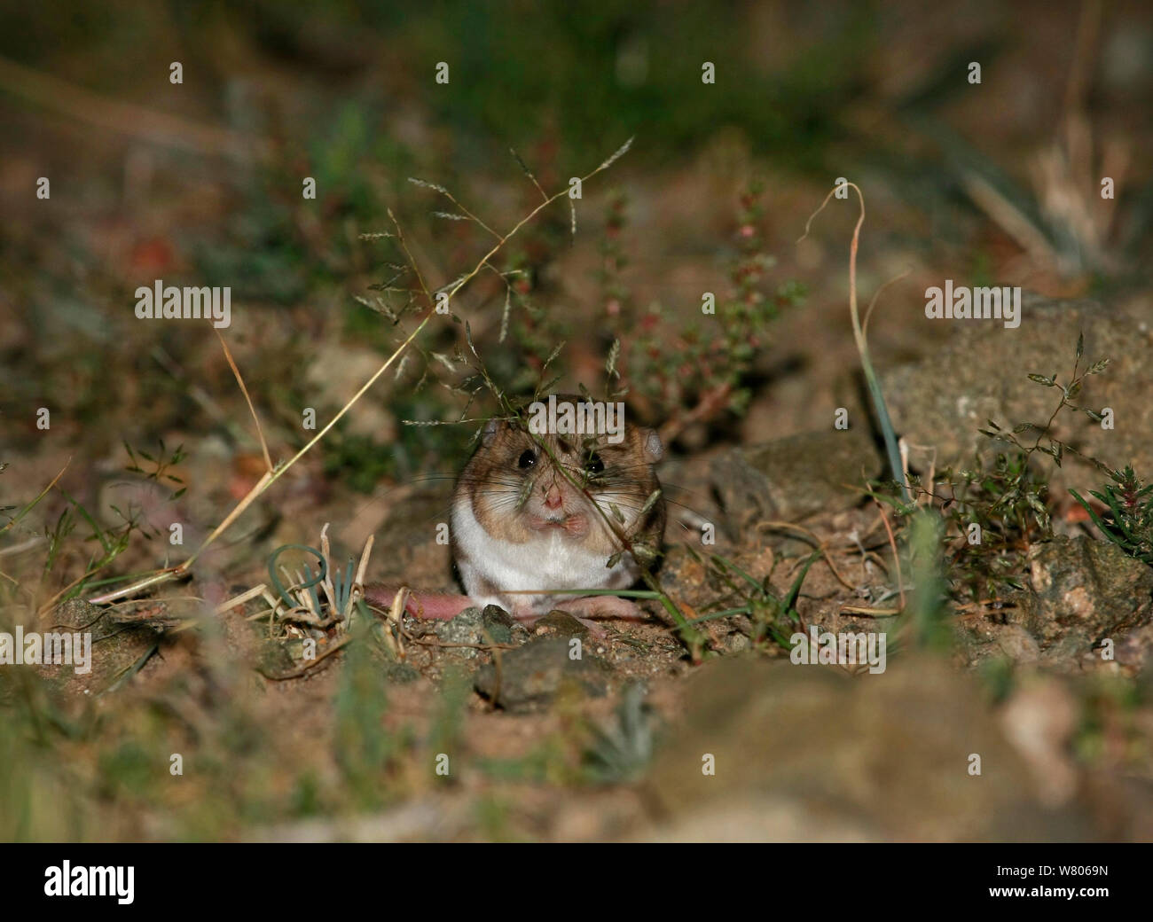 Five Toed Pygmy Jerboa Jerboa