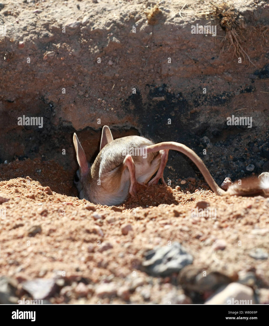 Mongolian five-toed jerboa (Allactaga sibirica) going into burrow, Gobi ...