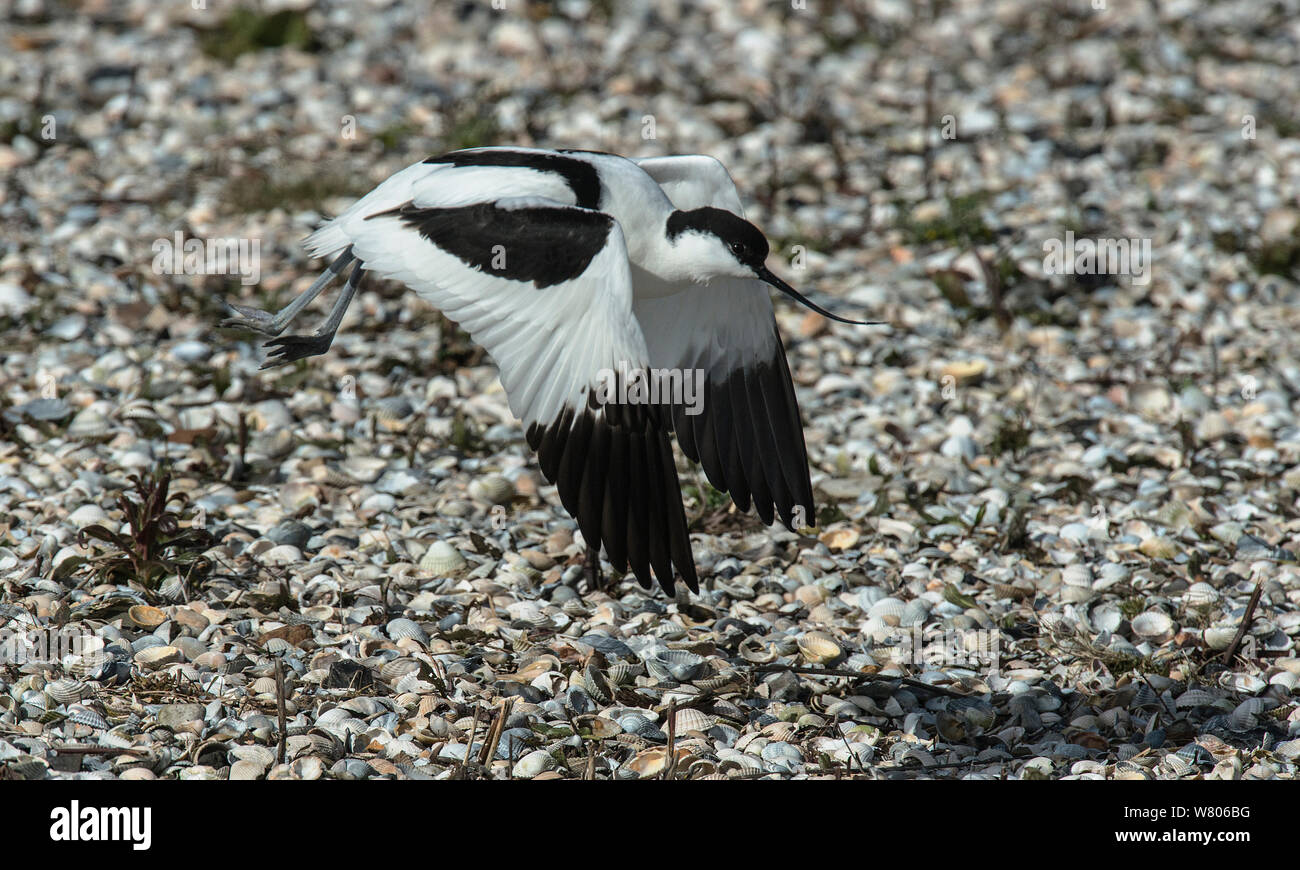 Pied avocet (Recurvirostra avosetta) in flight, low over beach ...