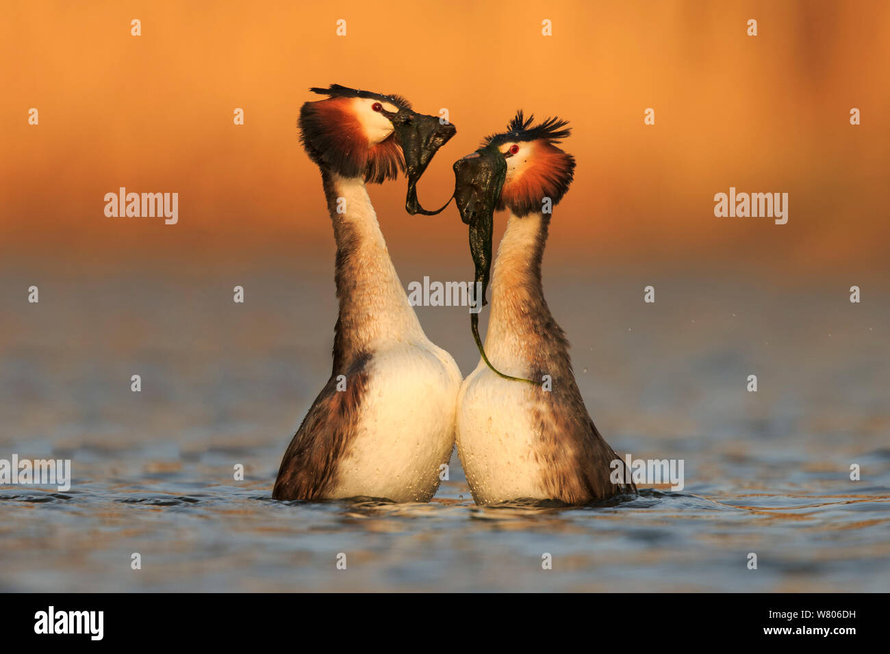 Great crested grebe (Podiceps cristatus cristatus) courtship weed dance ...