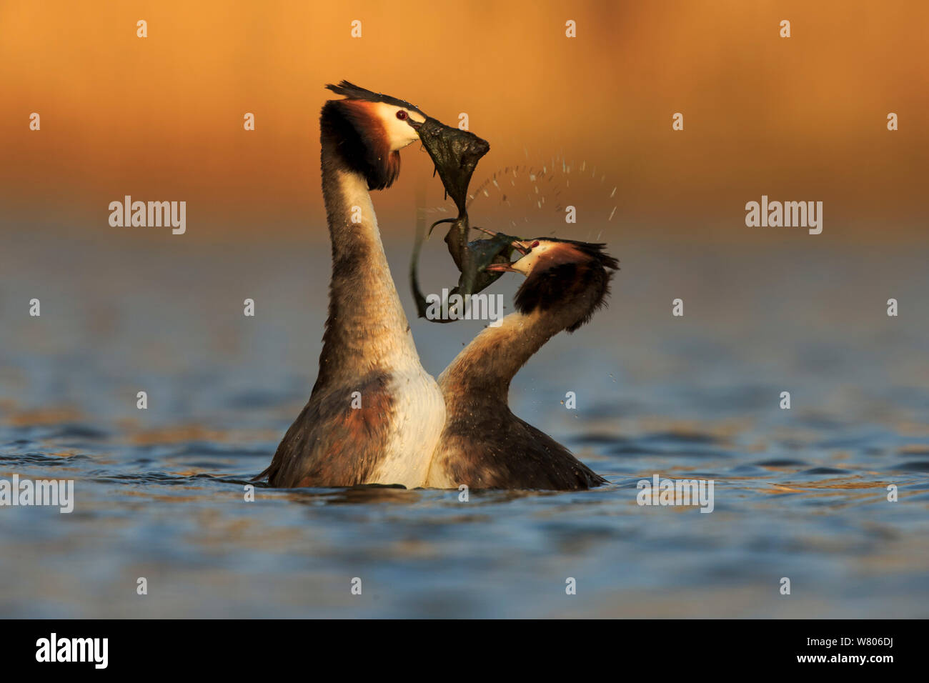 Great crested grebe (Podiceps cristatus cristatus) courtship weed dance ...