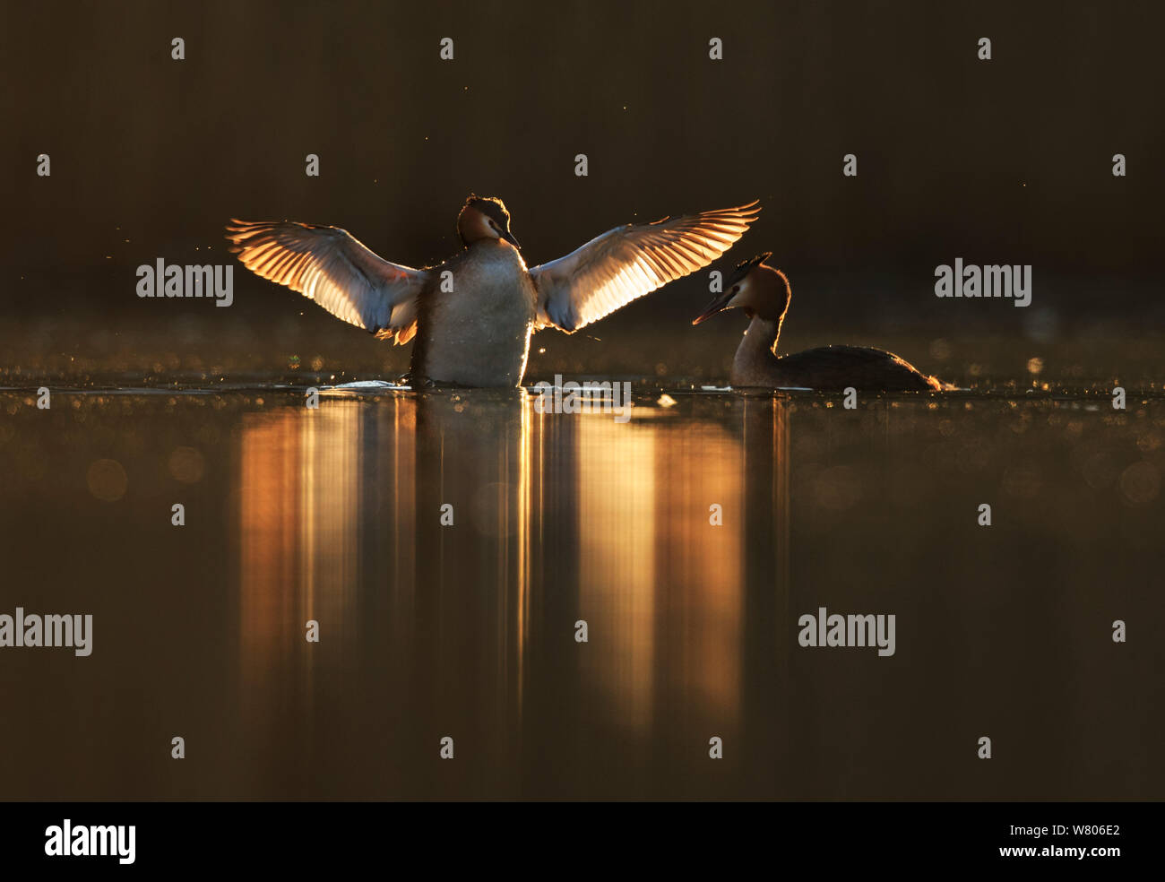 Great crested grebe (Podiceps cristatus cristatus) courtship dance at ...