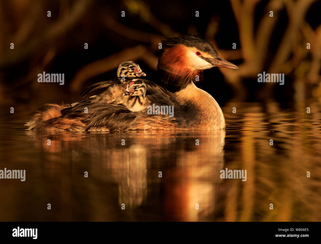 Bird that carries babies hi-res stock photography and images - Alamy
