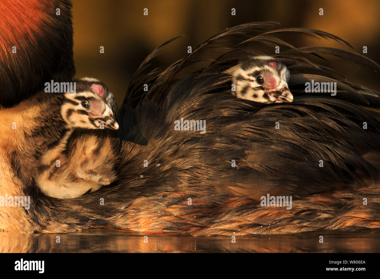 Great crested grebe (Podiceps cristatus cristatus) young chicks on back ...
