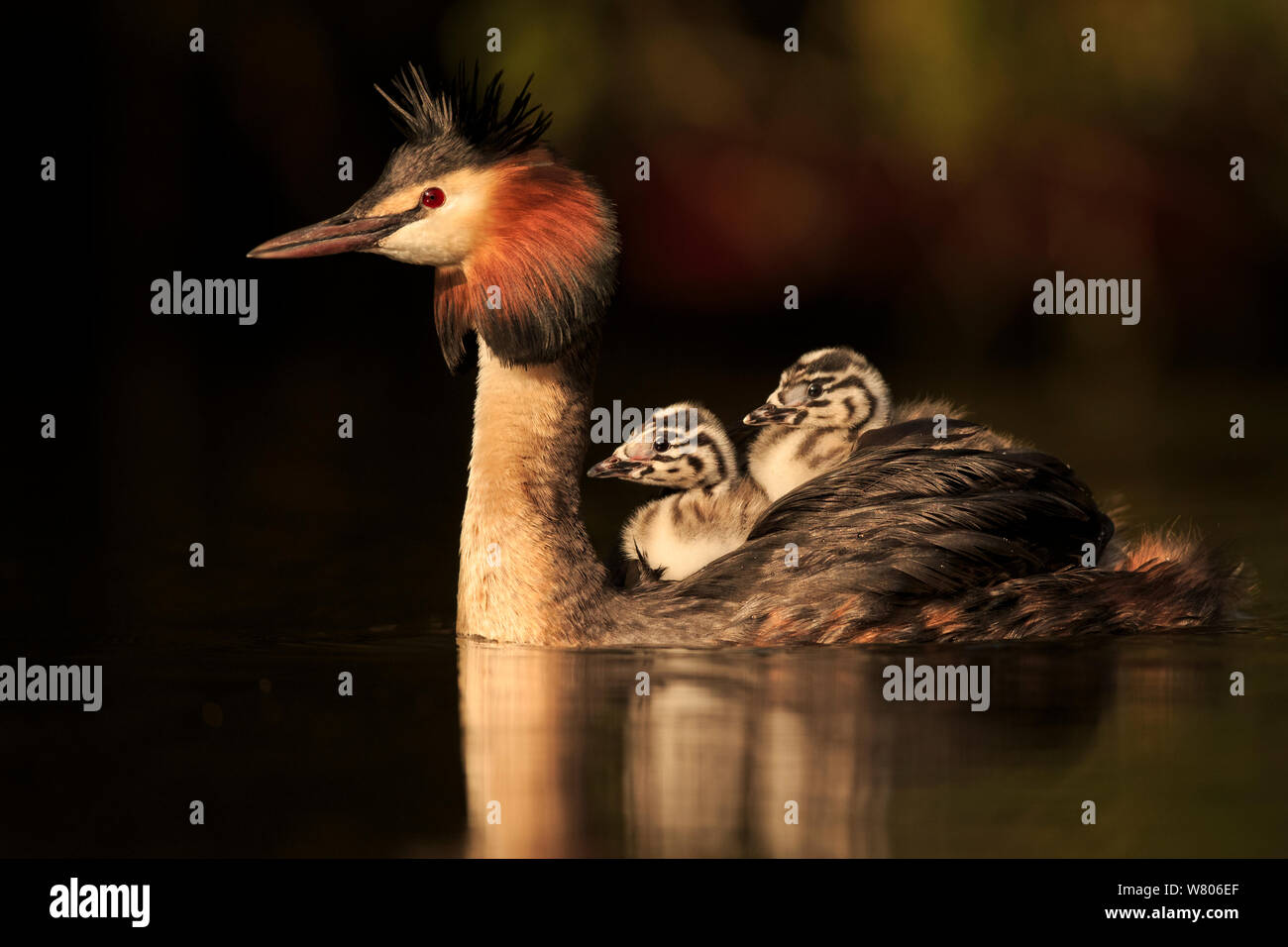 Great crested grebe (Podiceps cristatus cristatus) with young chicks on ...
