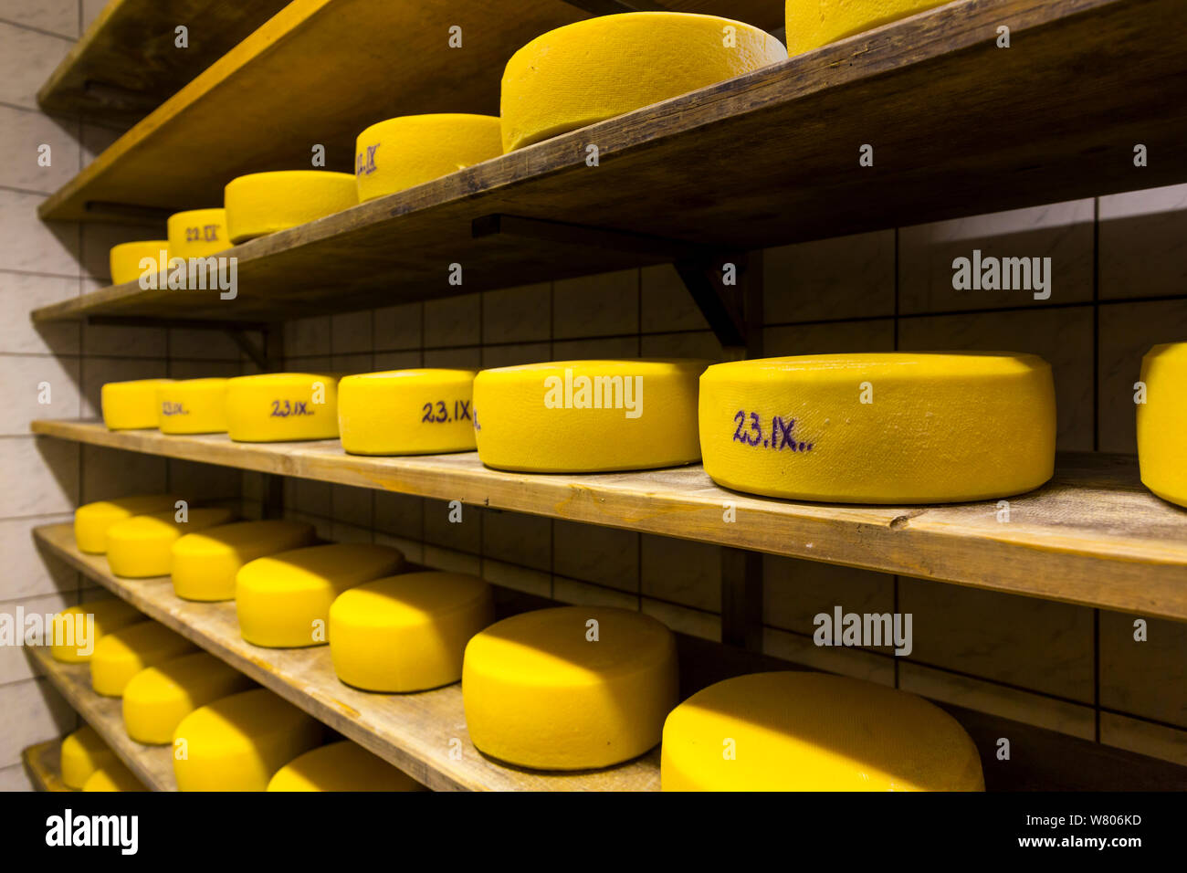 Organic cheese farm, with cheeses maturing on shelves Cadrg, Julian ...