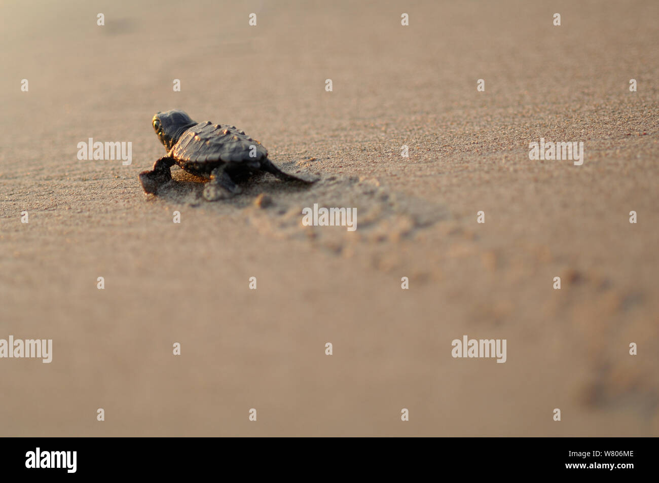 Loggerhead sea turtle (Caretta caretta) hatchling walking towards the ...