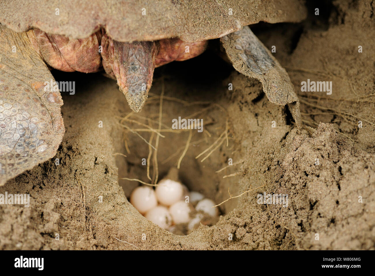 Loggerhead sea turtle (Caretta caretta) laying eggs, Lykian Coast, Turkey, August Stock Photo ...