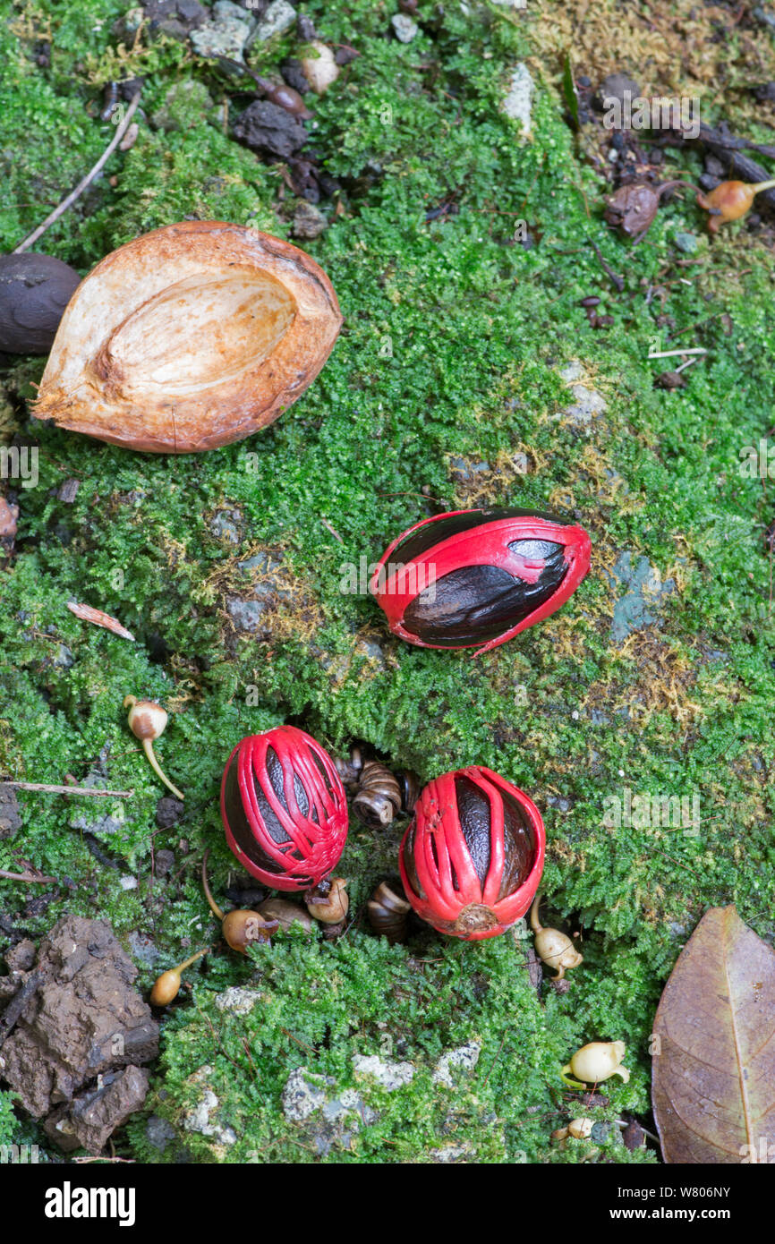 Nutmeg tree hi-res stock photography and images - Alamy