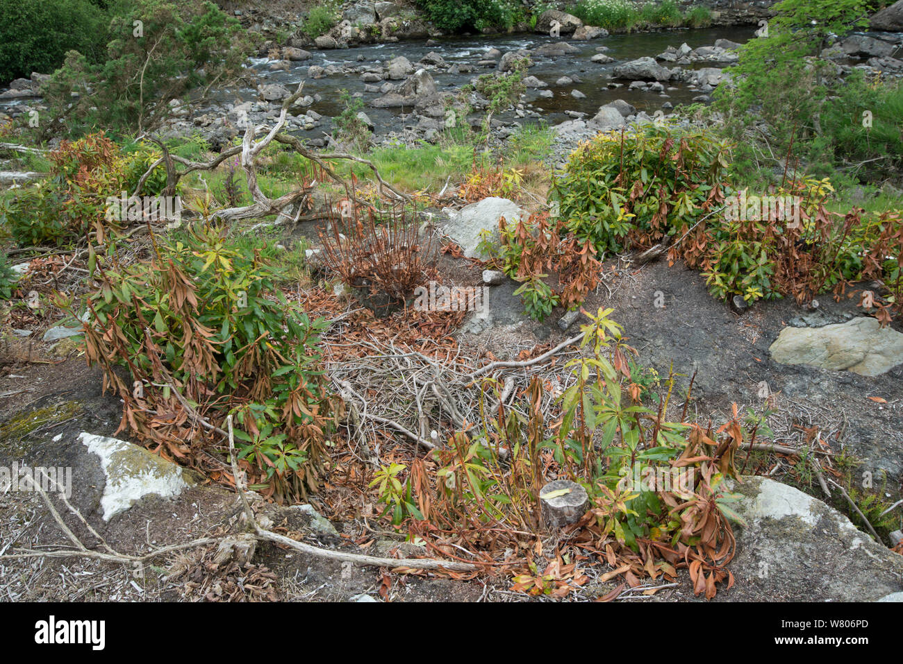 Rhododendron (Rhododendron x superponticum) clearance via poisoning ...