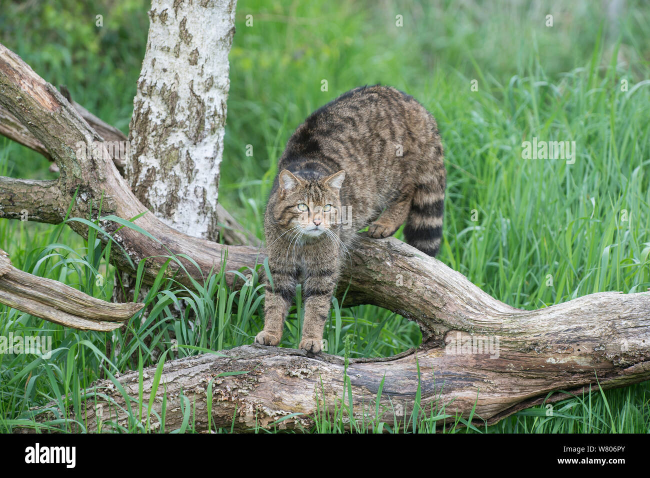 Scottish wildcat animal hi-res stock photography and images - Alamy