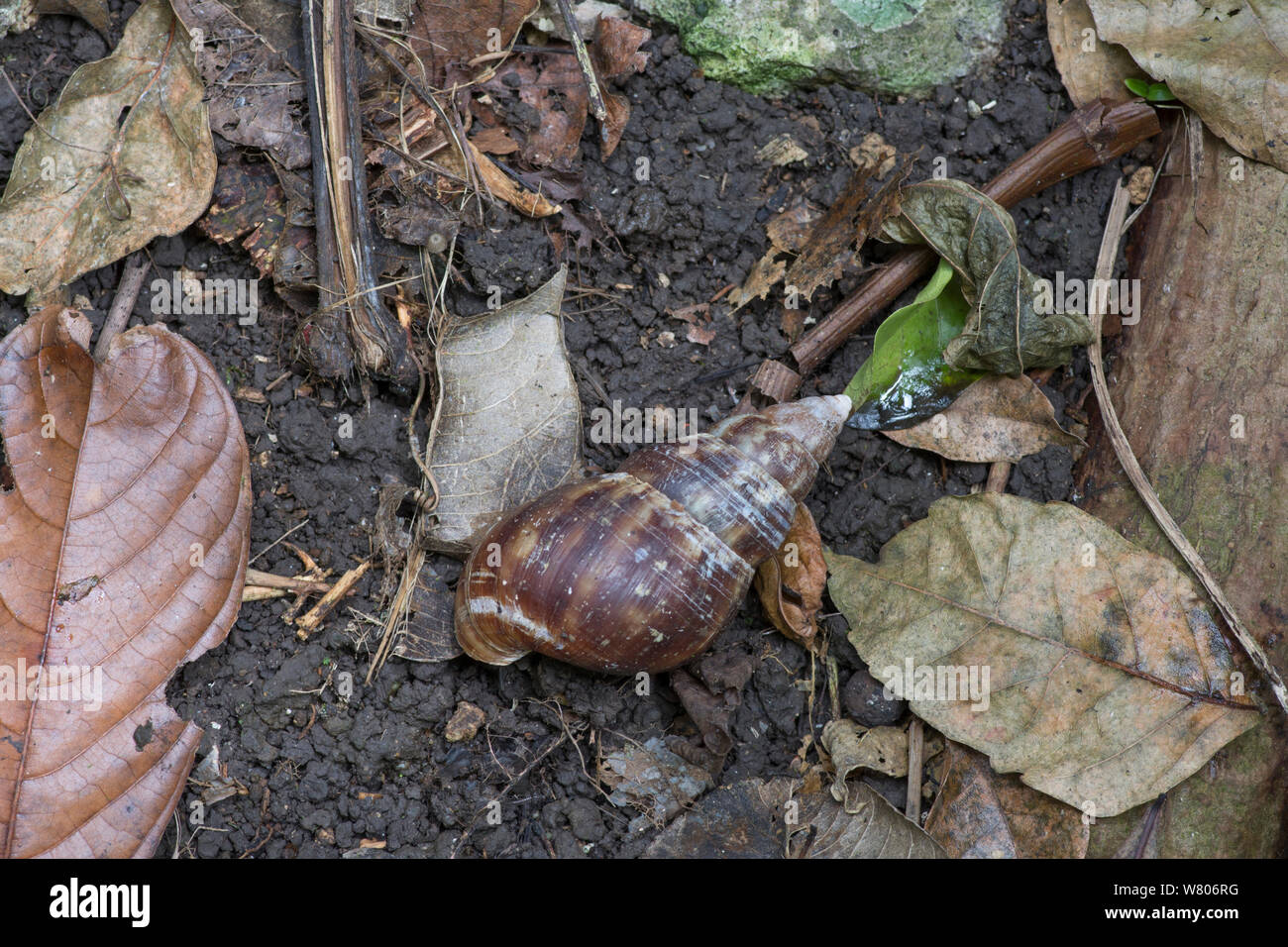 Giant African land snail (Achatina fulica) Barbados. Invasive pest ...