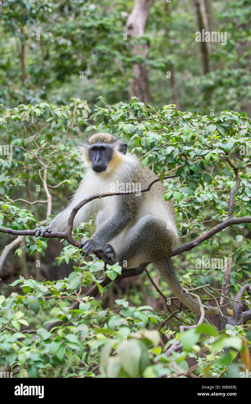 Green monkey (Chlorocebus sabaeus) in tree, Barbados Stock Photo - Alamy