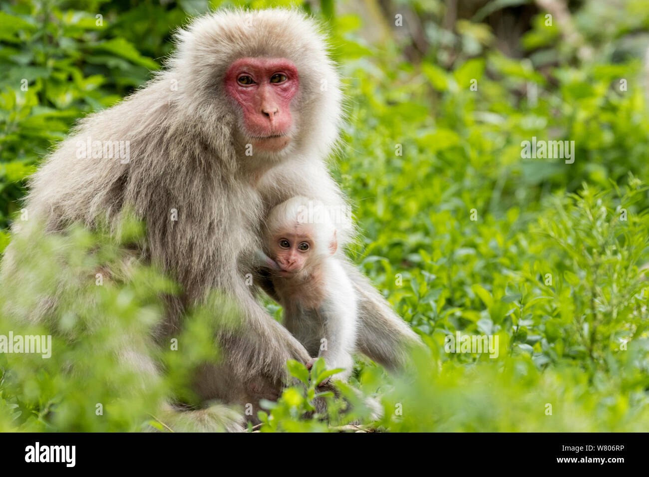Japanese macaque (Macaca fuscata fuscata) mother with rare white furred ...