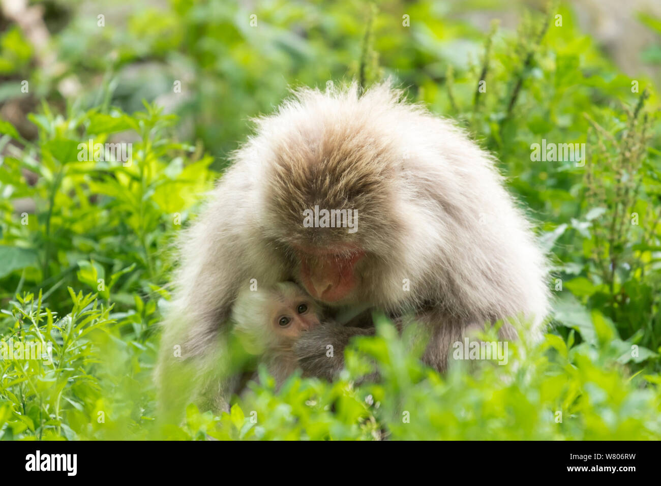 Japanese macaque (Macaca fuscata fuscata) mother with rare white furred ...
