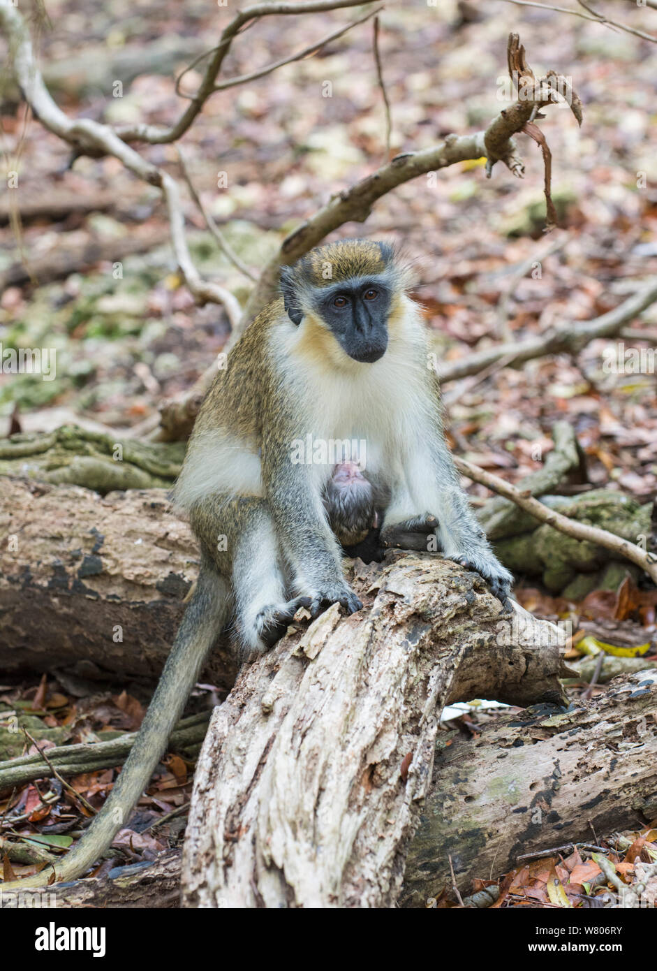 Green monkey hi-res stock photography and images - Alamy