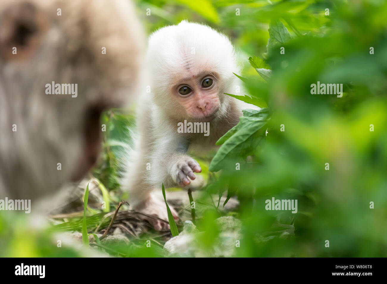 Japanese macaque (Macaca fuscata fuscata) mother with rare white furred baby, Jigokudani Valley ...