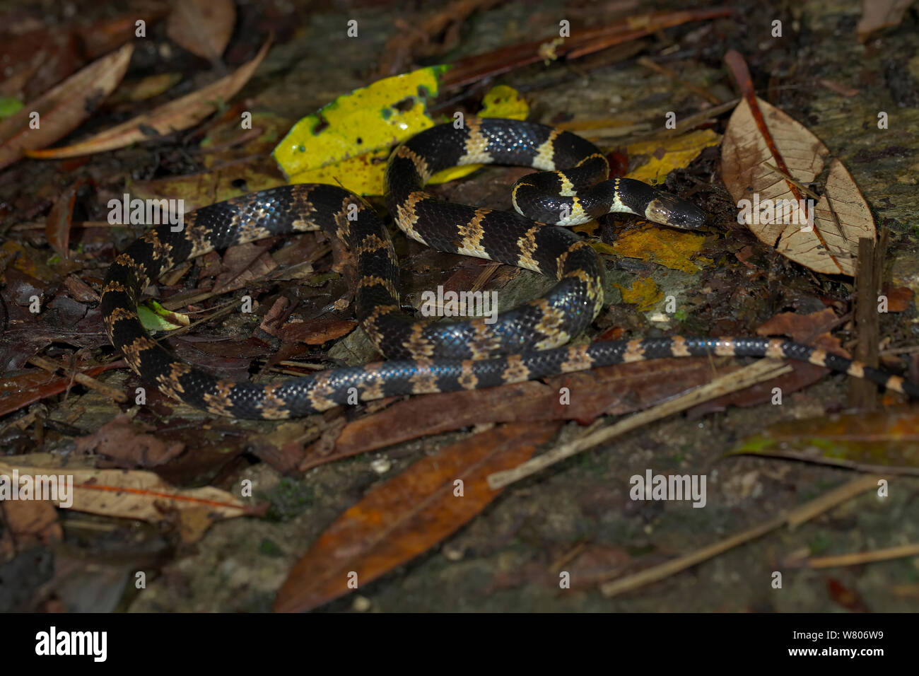 Wolf snake (Lycodon sp) Gaoligong Mountain National Nature Reserve ...