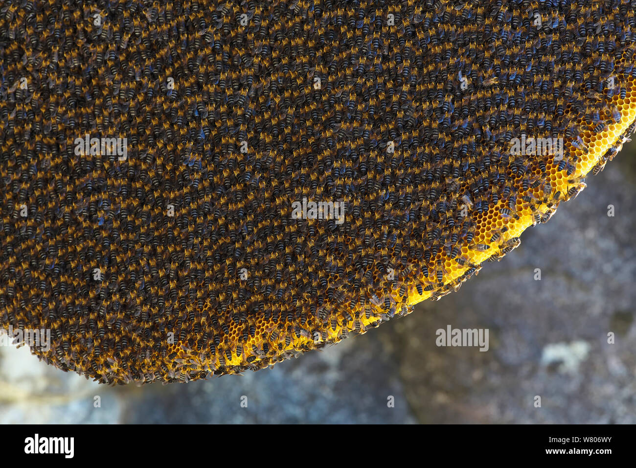 Himalayan giant honey bees hi-res stock photography and images - Alamy