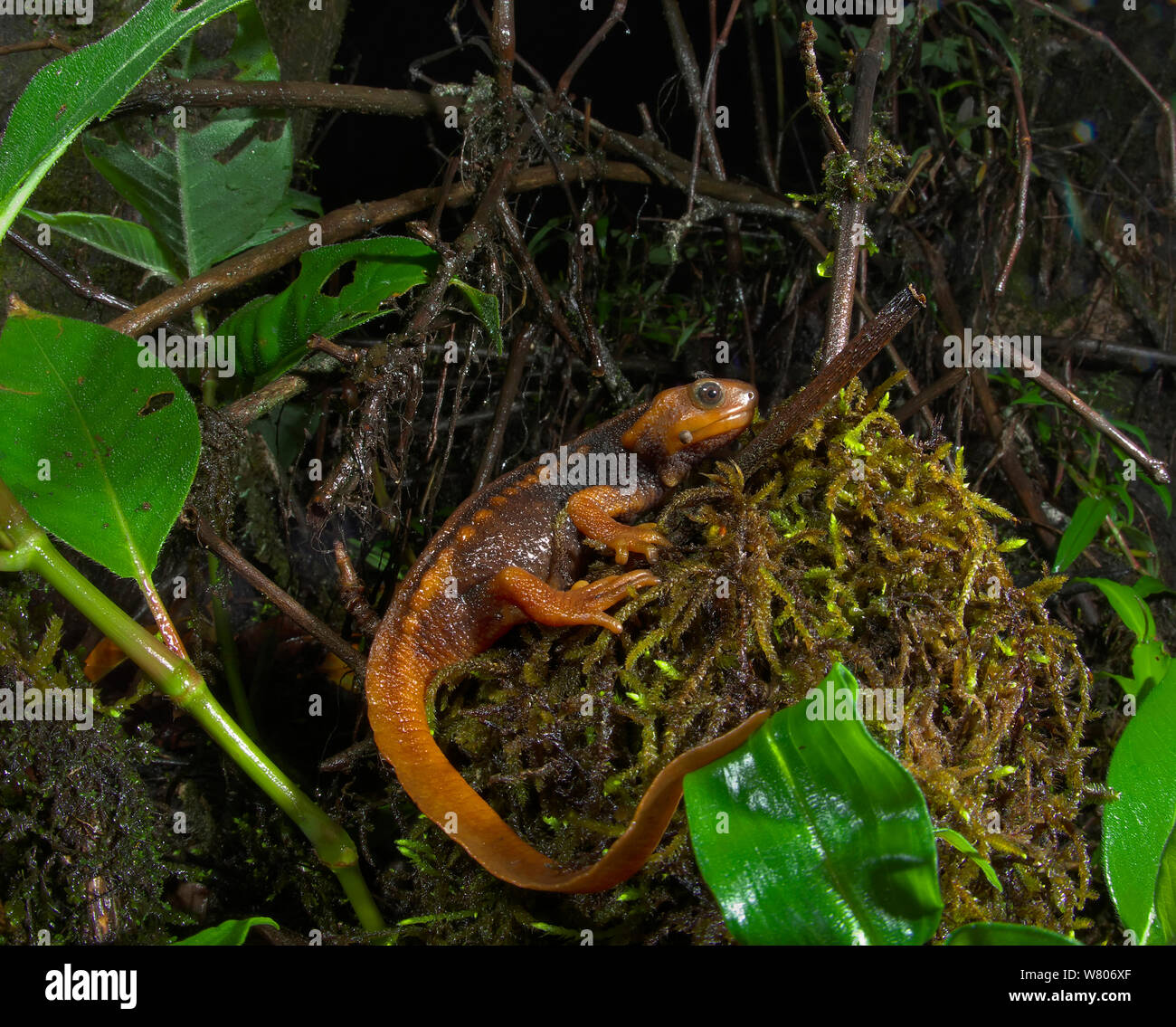 Crocodile newt (Tylototriton verrucosus) at night, Gaoligong Mountain ...
