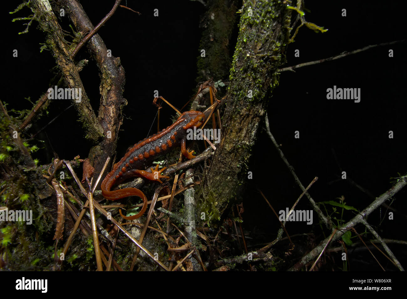 Knobby newt hi-res stock photography and images - Alamy