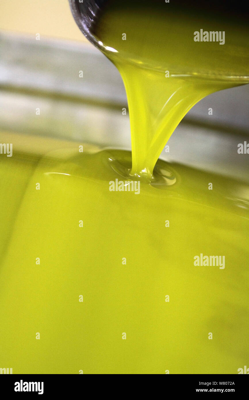 Trickle of Olive (Olea europea) oil produced by mill, Var, Provence ...