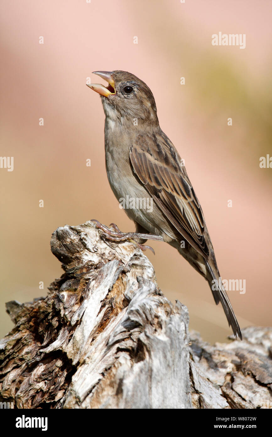 Female House Sparrow (Passer domesticus) singing and perched on a stump ...