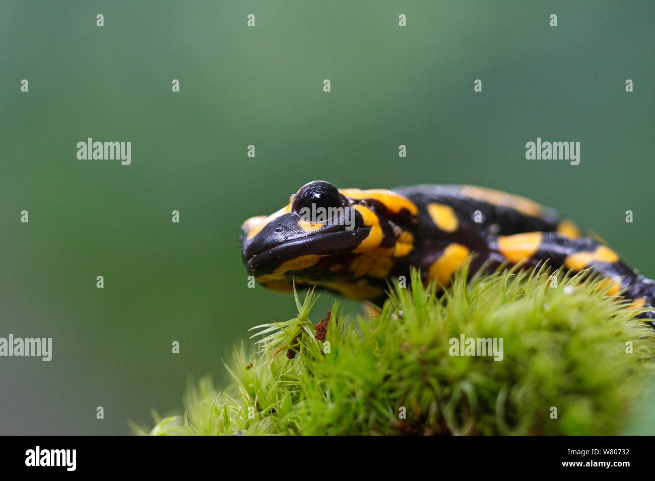 Corsican fire salamander (Salamandra corsica) on moss, Parc Naturel ...