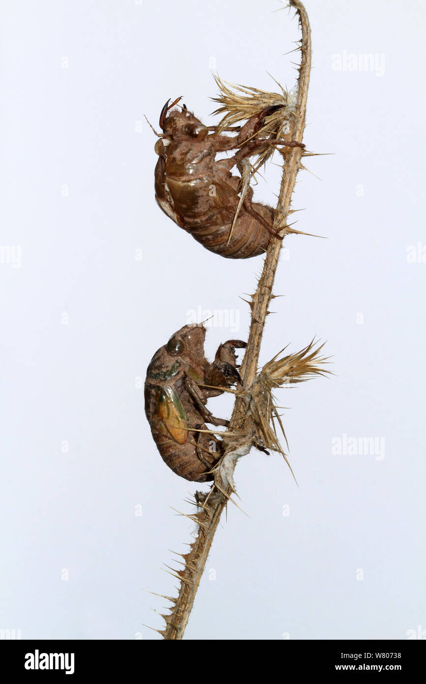 Exoskeletons (exuvium) of Cicadas (Lyristes plebejus) against white ...