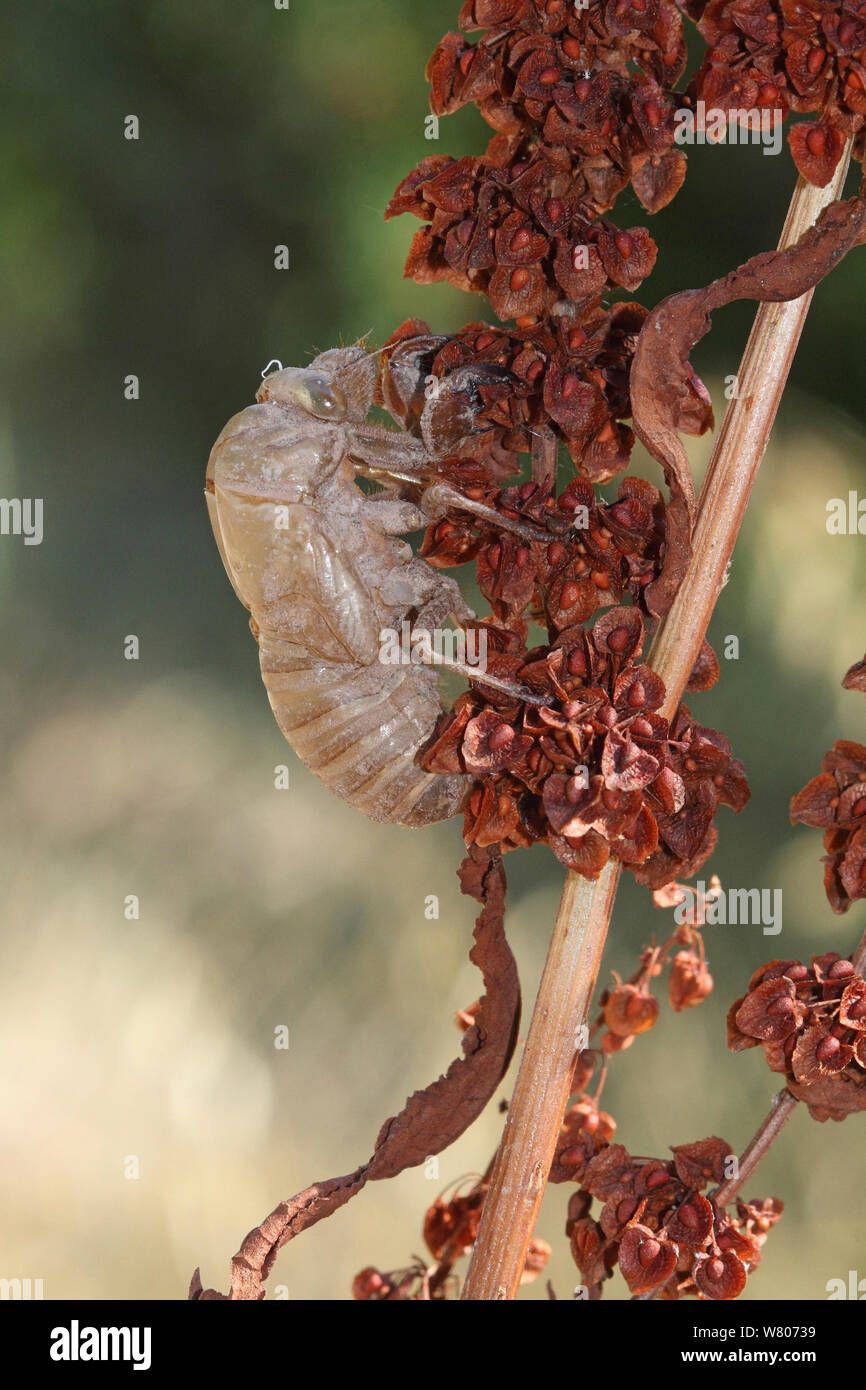 Exoskeleton (exuvium) of Common cicada (Lyristes plebejus) on Curly ...