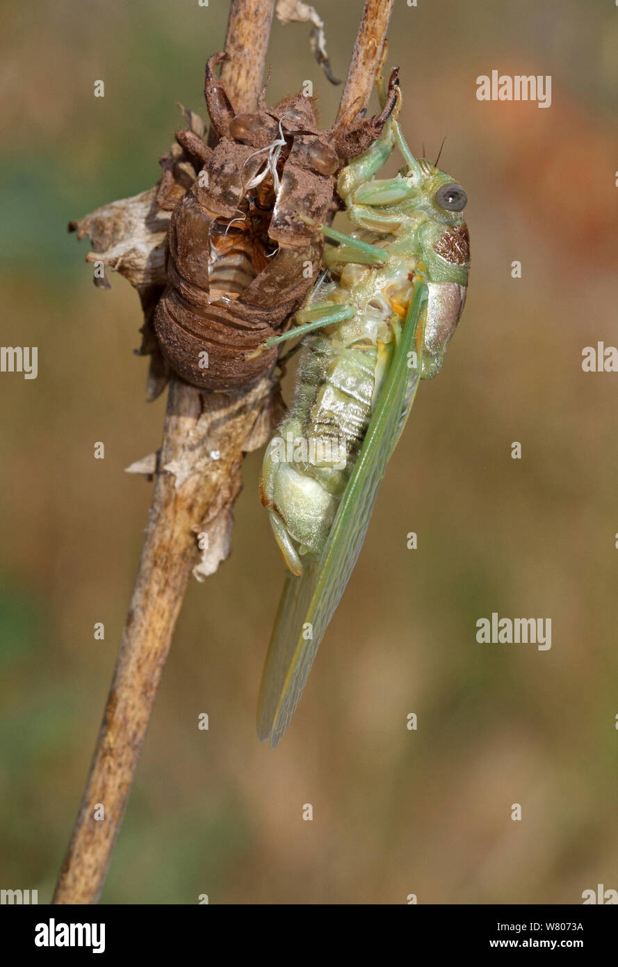 Cicada (Lyristes plebejus) resting on branch after emergence from nymph ...