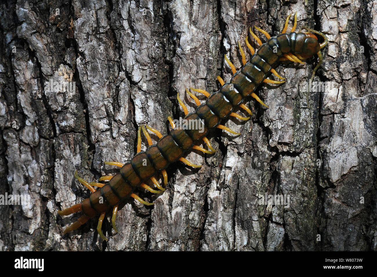 Scolopendridae hi-res stock photography and images - Alamy
