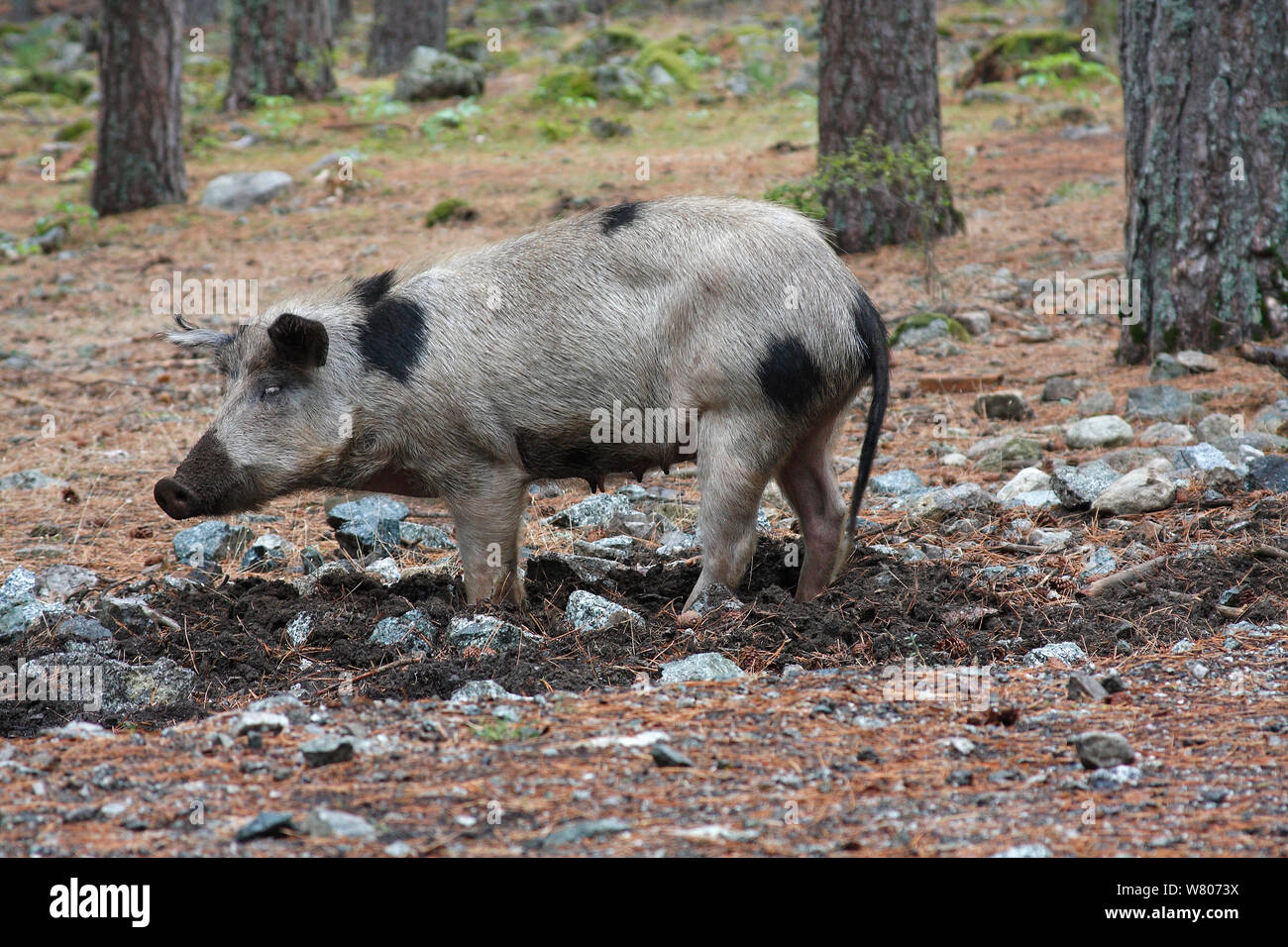 Sus scrofa domestica profile hi-res stock photography and images - Alamy