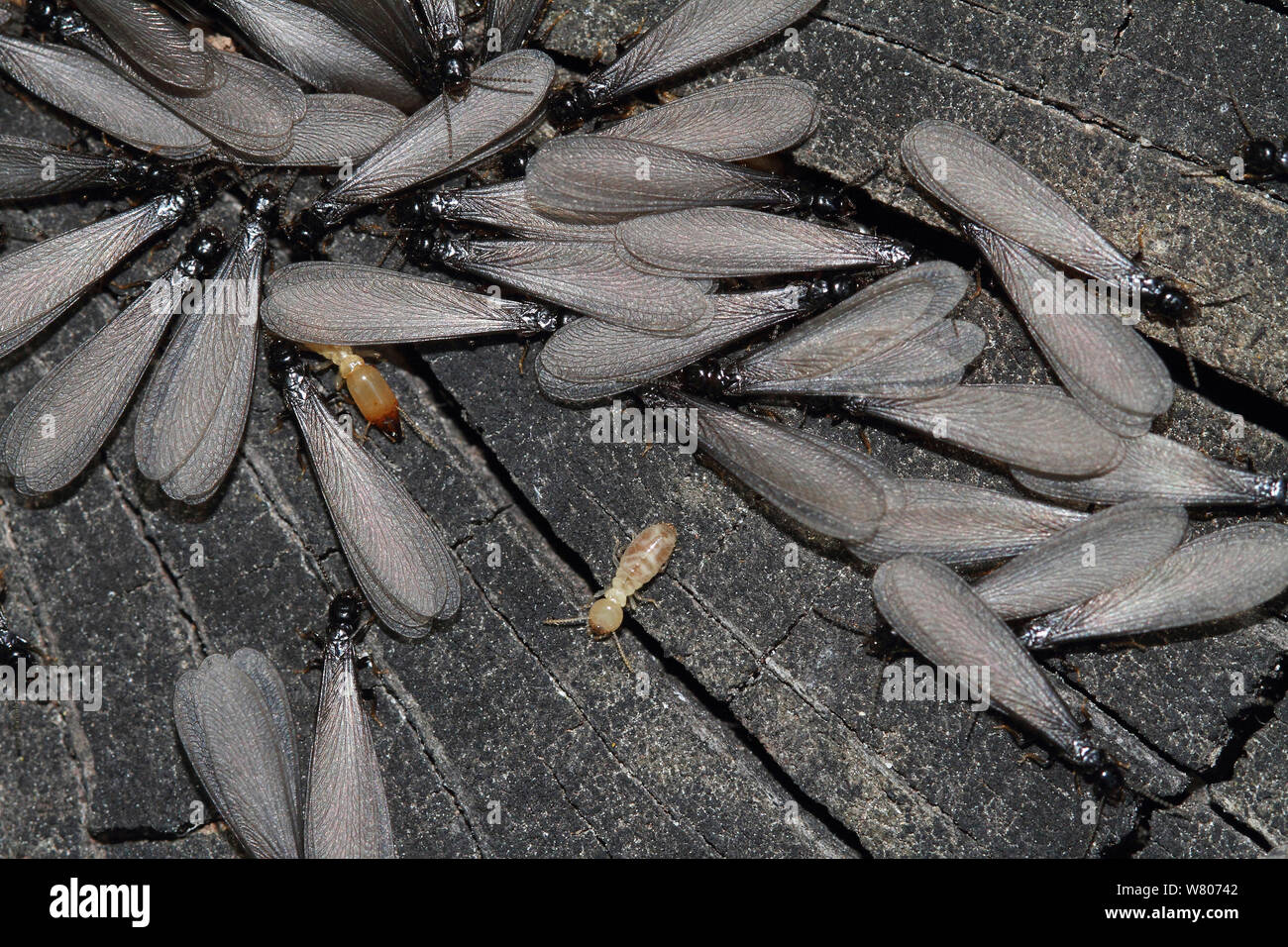 Termites (Rhinotermitidae) winged reproductives with nymphs on a trunk ...