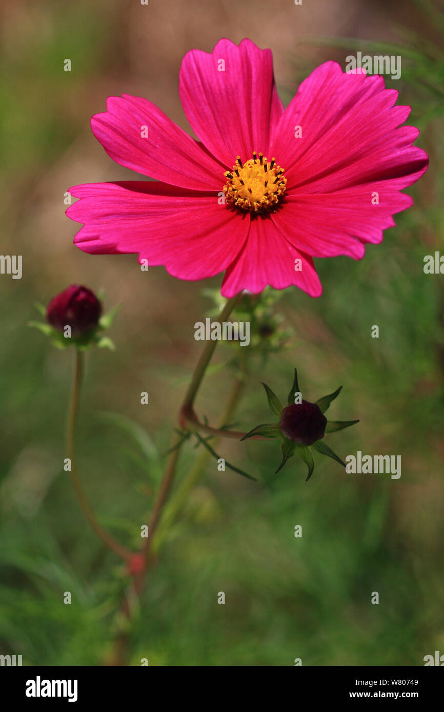Cosmea / Cosmos flower (Cosmos bipinnatus) cultivated in garden, Alpes ...