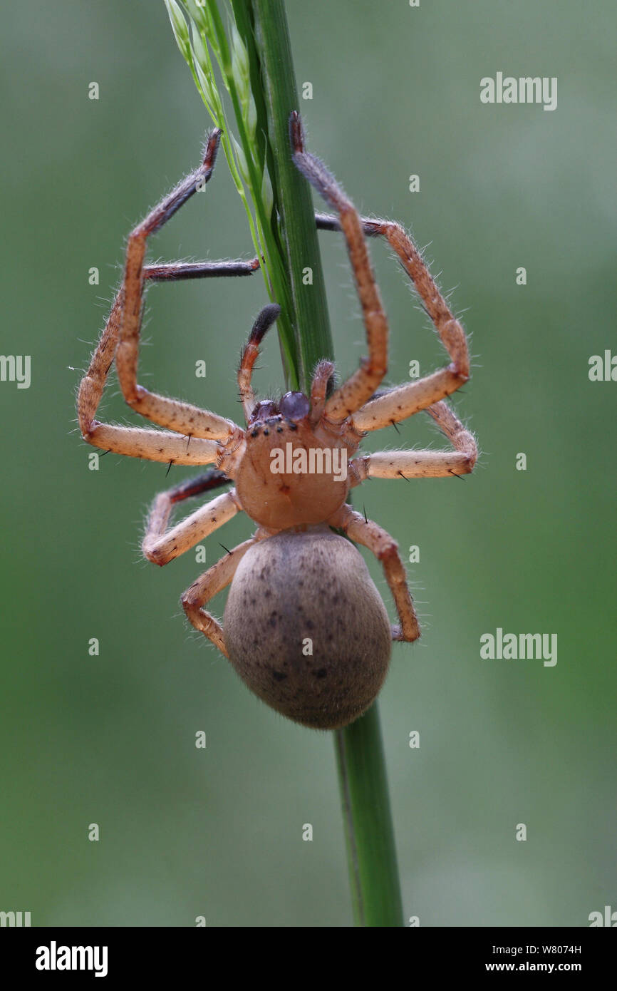 Gnaphosidae hi-res stock photography and images - Alamy