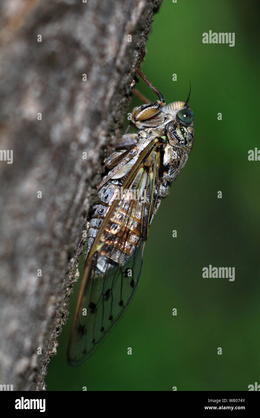 Cicada (Cicada orni) resting on a trunk, Var, Provence, France, July ...
